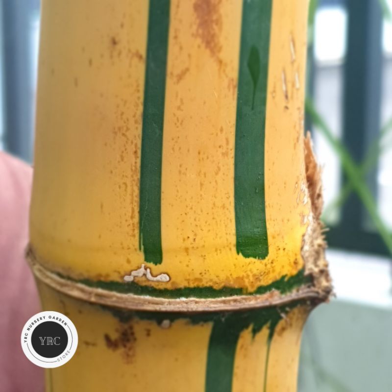 Tunggul/Rumpun Pokok Buluh KUNING Jalur Hijau / Pokok Buluh HITAM Jalur ...