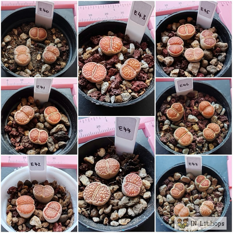 Lithops Kikusiyo / Kiku / 生石花菊 / 菊生石花 | Shopee Malaysia