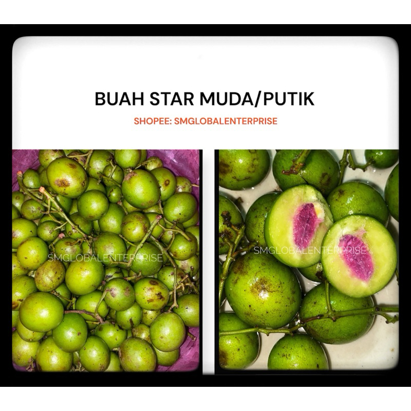 Buah Star Muda / Buah Star Putik / Kundang / Gemia | Shopee Malaysia