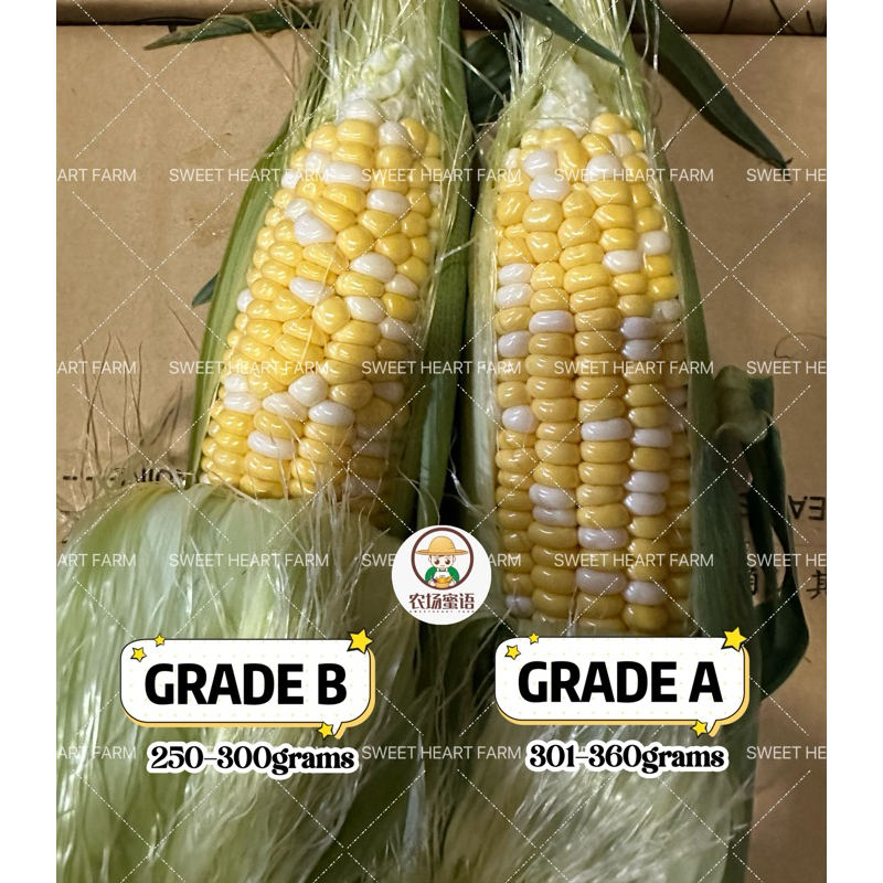 2A | 3A (6 PCS)Hokkaido White sweet Corn | jagung susu manis | 💯Cameron ...