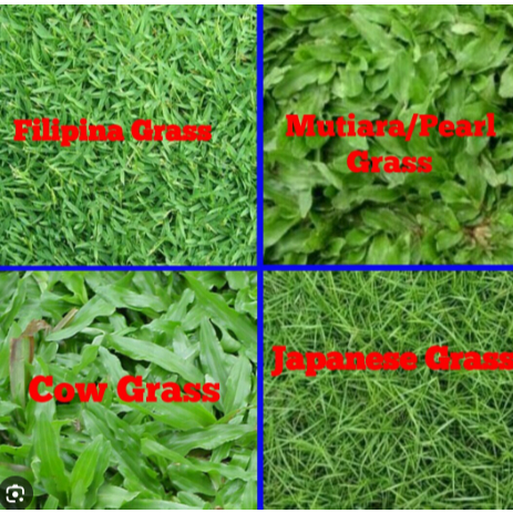 Happi Go Rumput Hidup / Carpet Grass / Rumput Japanese / Cow Grass ...