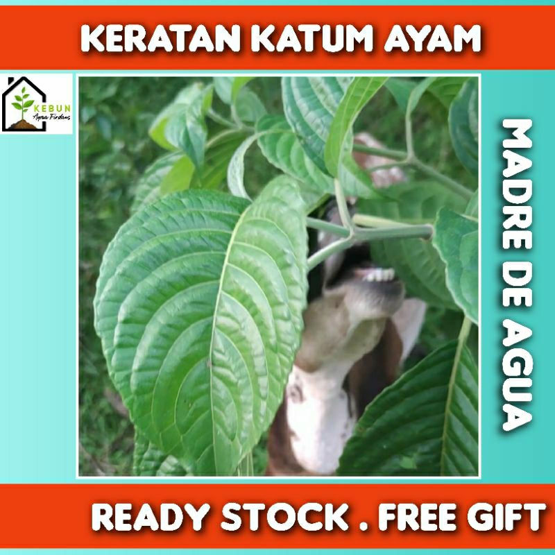 Keratan Katum Ayam Madre De Agua 3 cutting | Shopee Malaysia