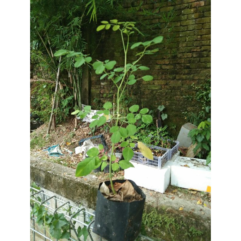 ANAK POKOK KELOR @ MORINGA OLEIFERA DLM POLIBEG | Shopee Malaysia