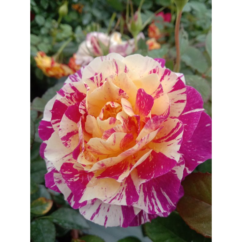 🔥🔥Rose Batik Mix Color🔥🔥 | Shopee Malaysia