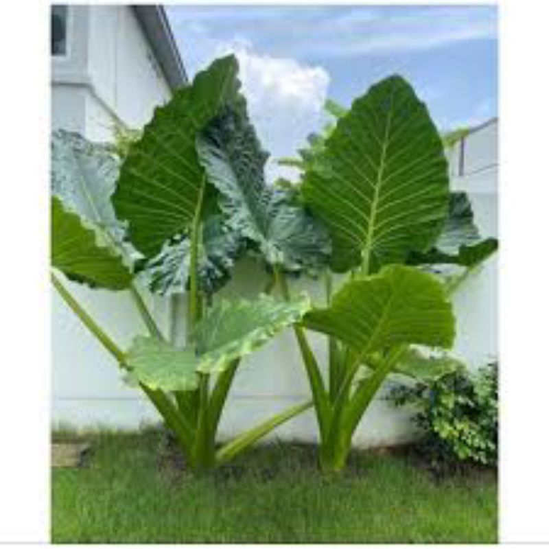 Gajah Pokok Keladi Gajah | Shopee Malaysia