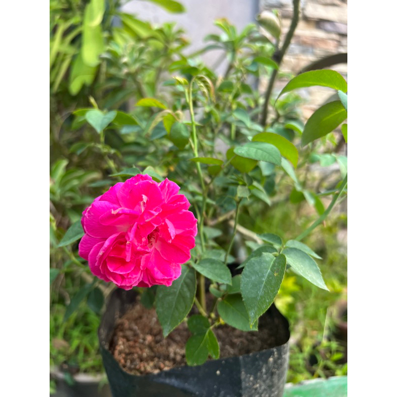 Ros Kampung Asli Tahan Panas dan wangi | Shopee Malaysia