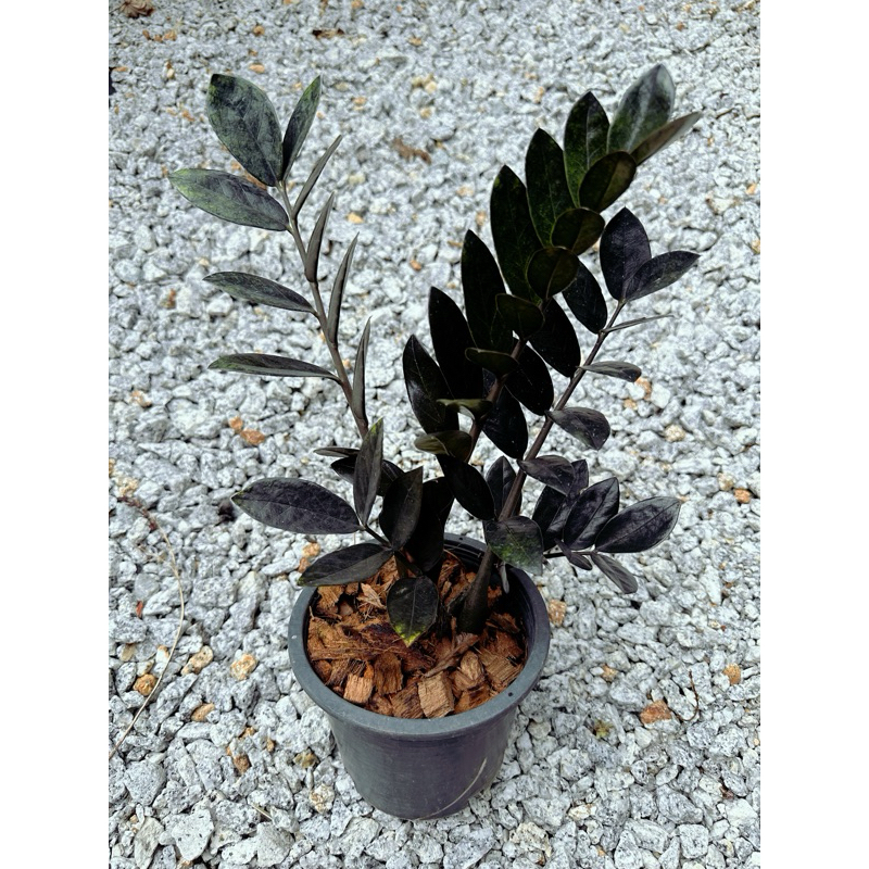 Rare Black Raven Zamioculcas Zamiifolia/ZZ Plant《黑金-金钱树》 | Shopee Malaysia