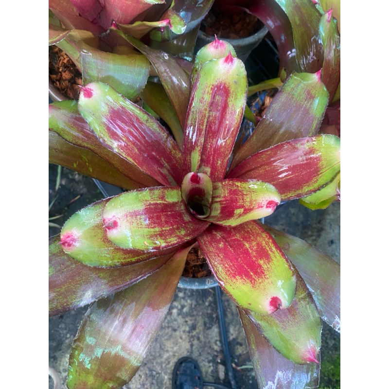 bromeliad bob & brace bigger size | Shopee Malaysia