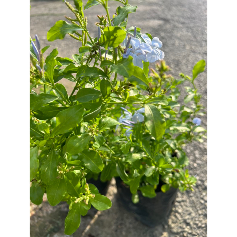 Plumbago Biru - Bunga Biru | Shopee Malaysia