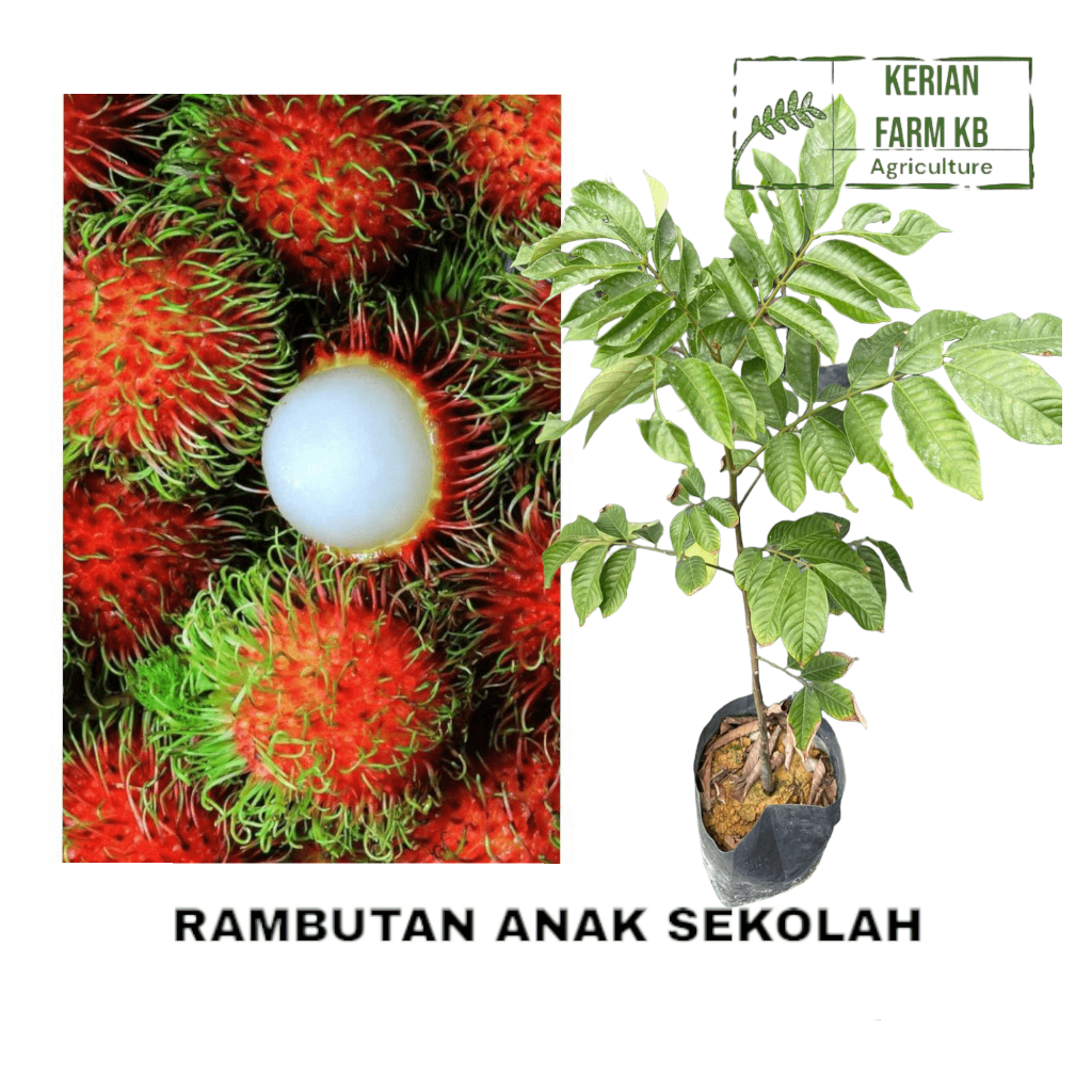 POKOK RAMBUTAN ANAK SEKOLAH HYBRID/ CEPAT BERBUAH | Shopee Malaysia