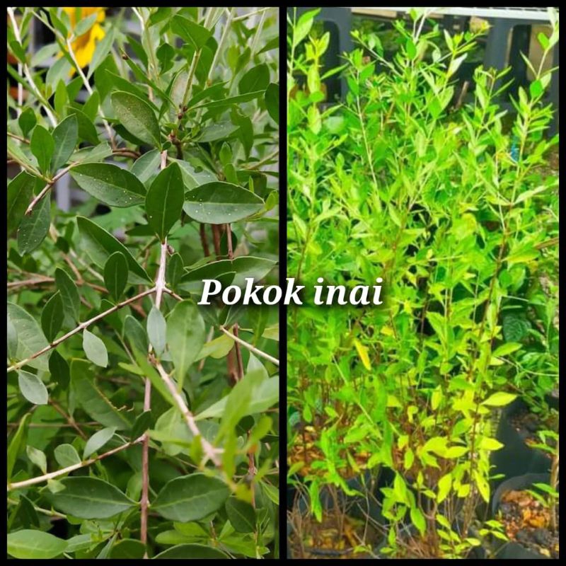 pokok Inai pokok inai/daun inai | Shopee Malaysia