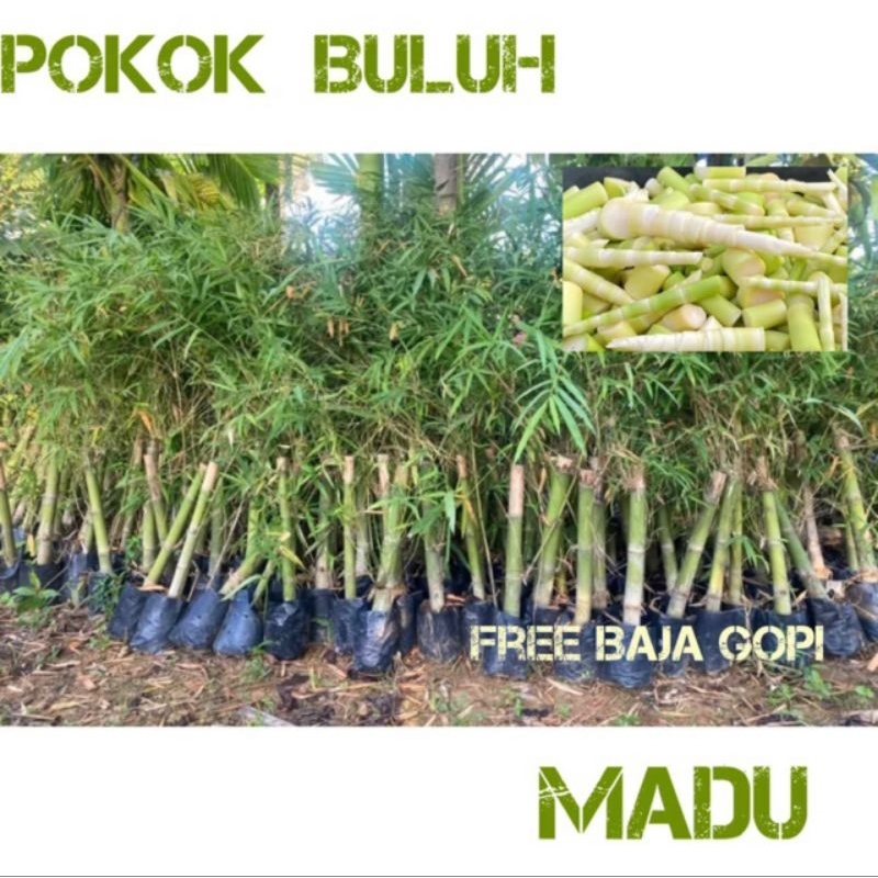 Pokok buluh madu Thailand / Buluh madu thai murah / Pokok rebung buluh ...