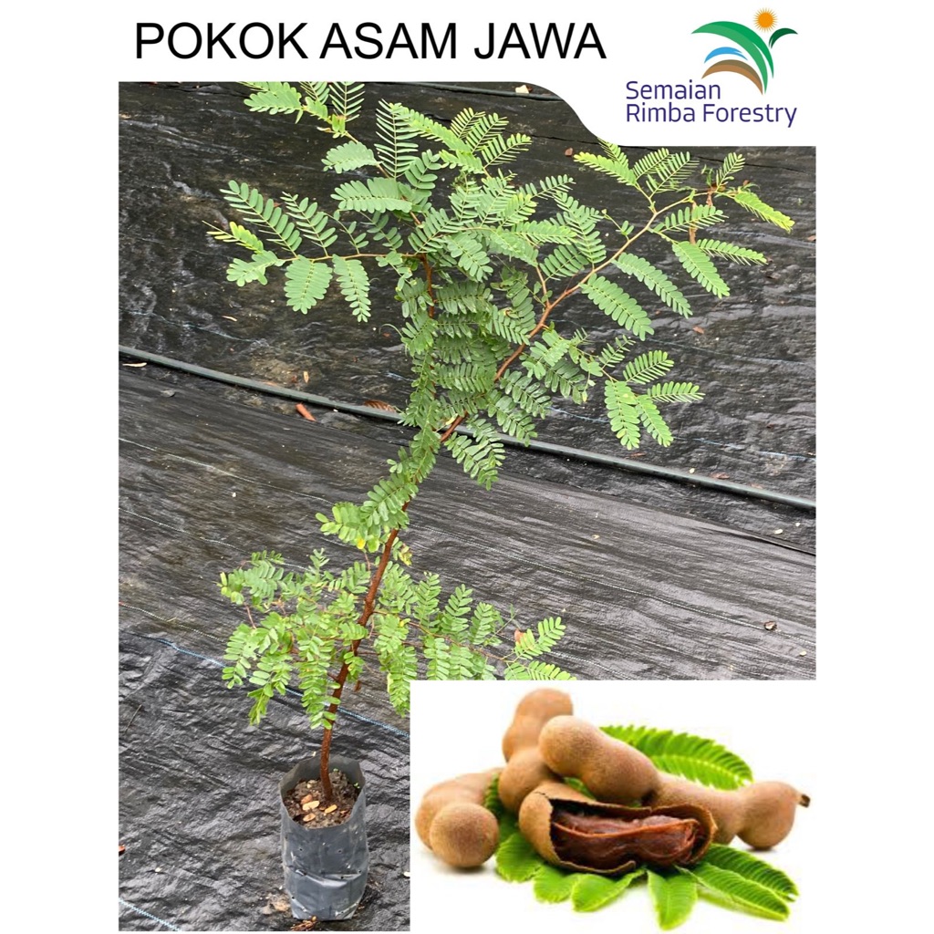 Anak Pokok Asam Jawa | Tamarind | Tamarindus Indica (Buah-Buahan Nadir ...