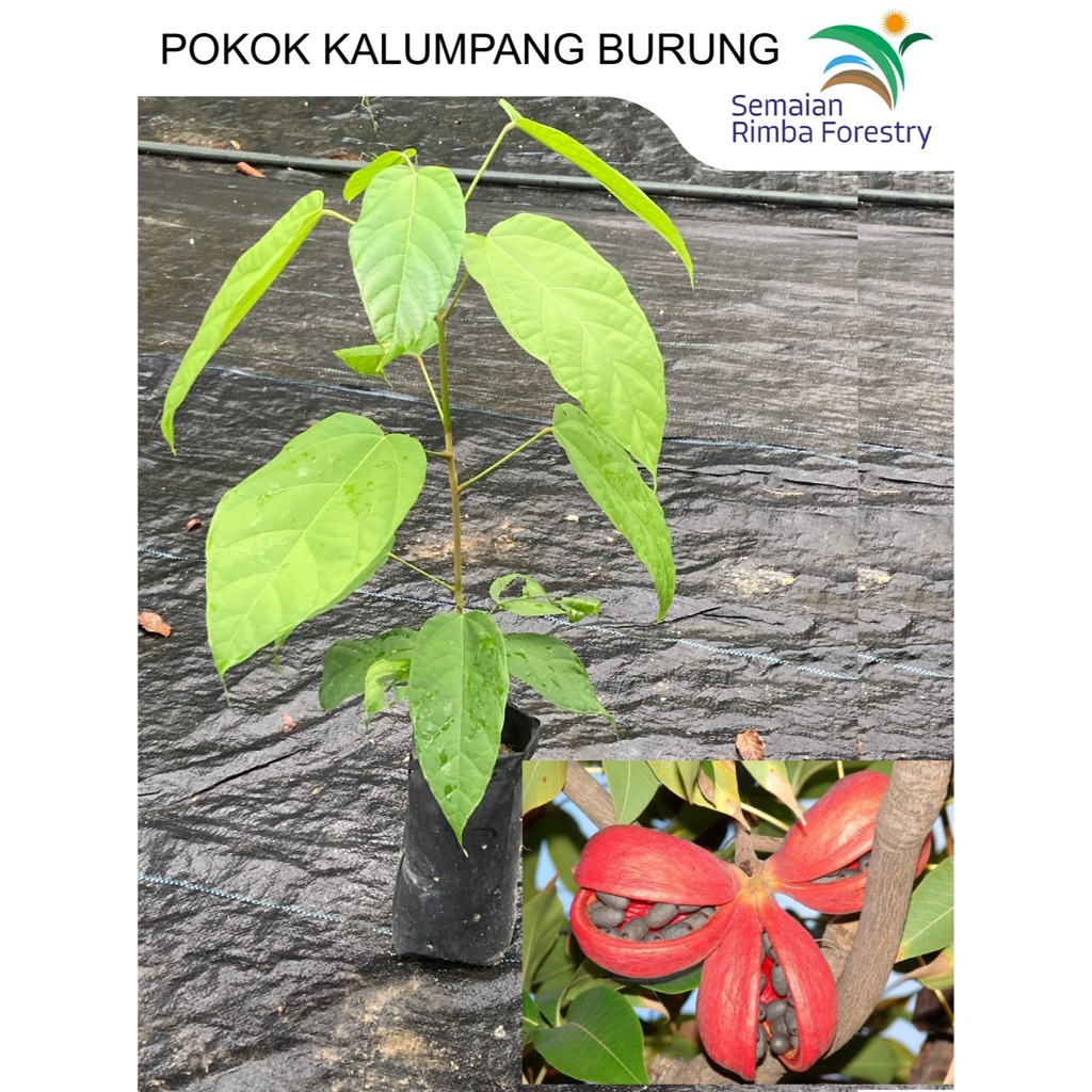 Anak Pokok Kalumpang Jari | Sterculia parviflora (Buah-buahan nadir ...