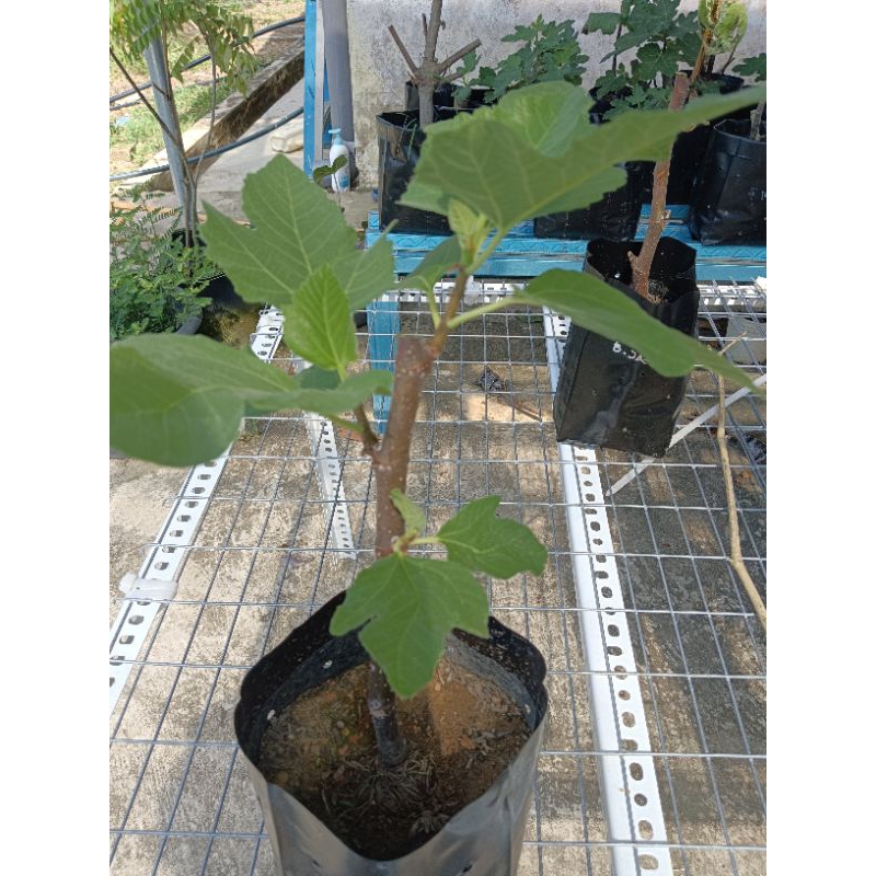 ANAK POKOK TIN ADAM / ADAM FIG TREE | Shopee Malaysia