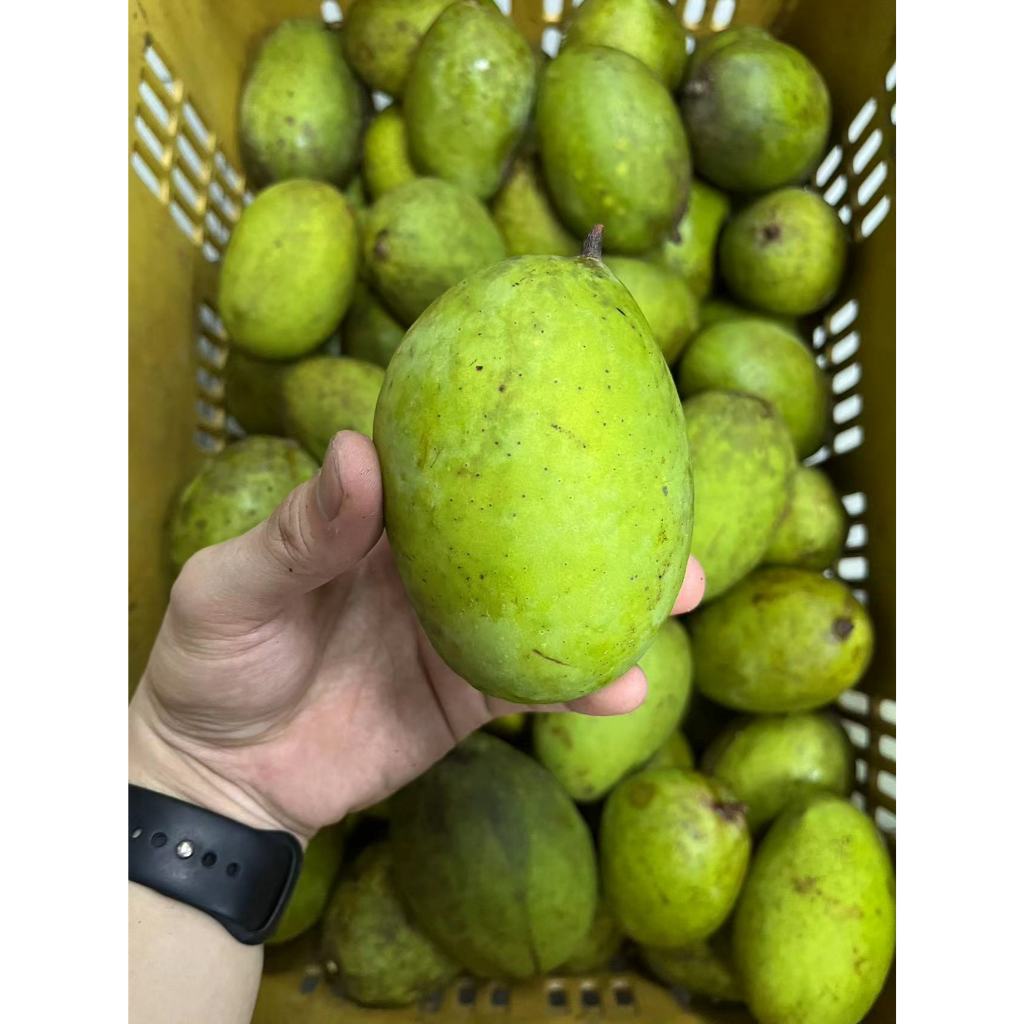 Buah Kuinin, Fresh & Manis dan asam ; Mango Kuinin 👍👍👍,JK Biscuits ...