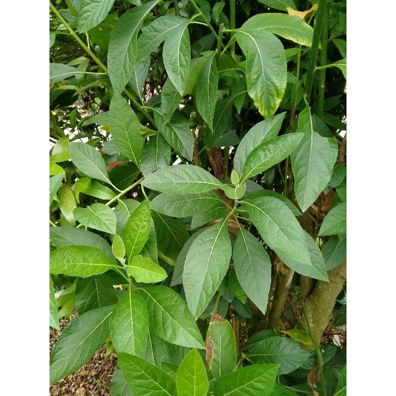 Daun Pokok Bismillah/ Ketum Cina/ Daun Afrika - 15 helai/ 30 helai/ 50 ...