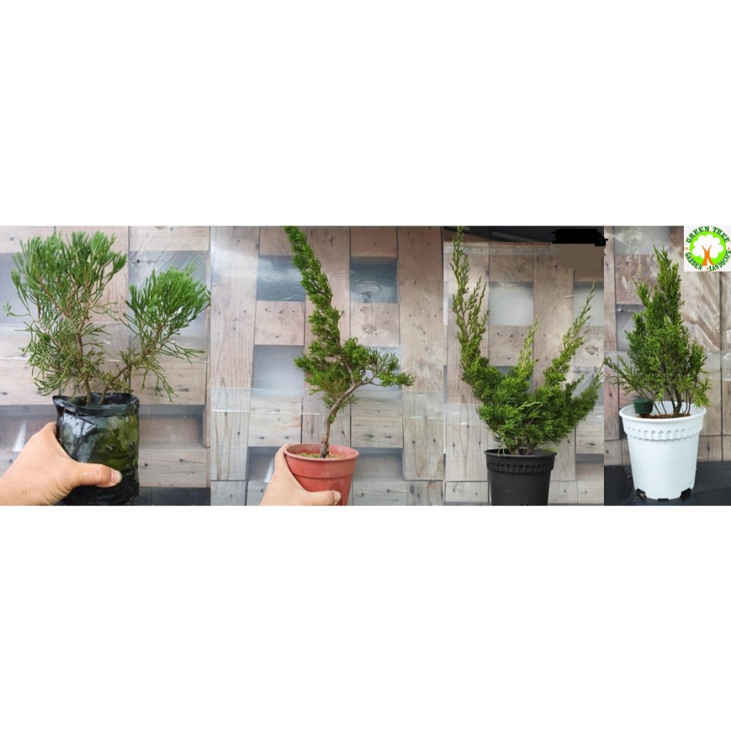 Bonsai - Taiwan Juniper 台湾真柏/圣诞树盆栽 Japanese Juniper Shimpaku Itoigawa ...