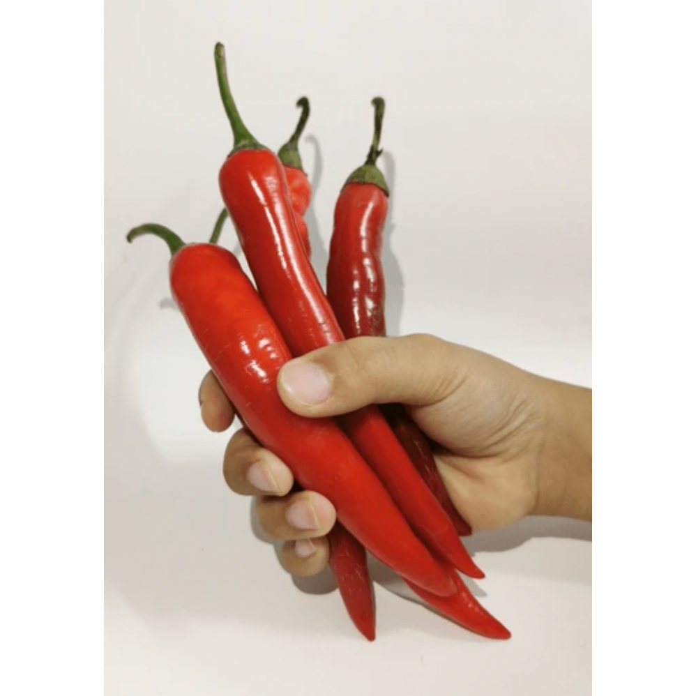 5 Pcs Biji Benih Lada Besar Merah Chili Seed F1 Hybrid | Shopee Malaysia