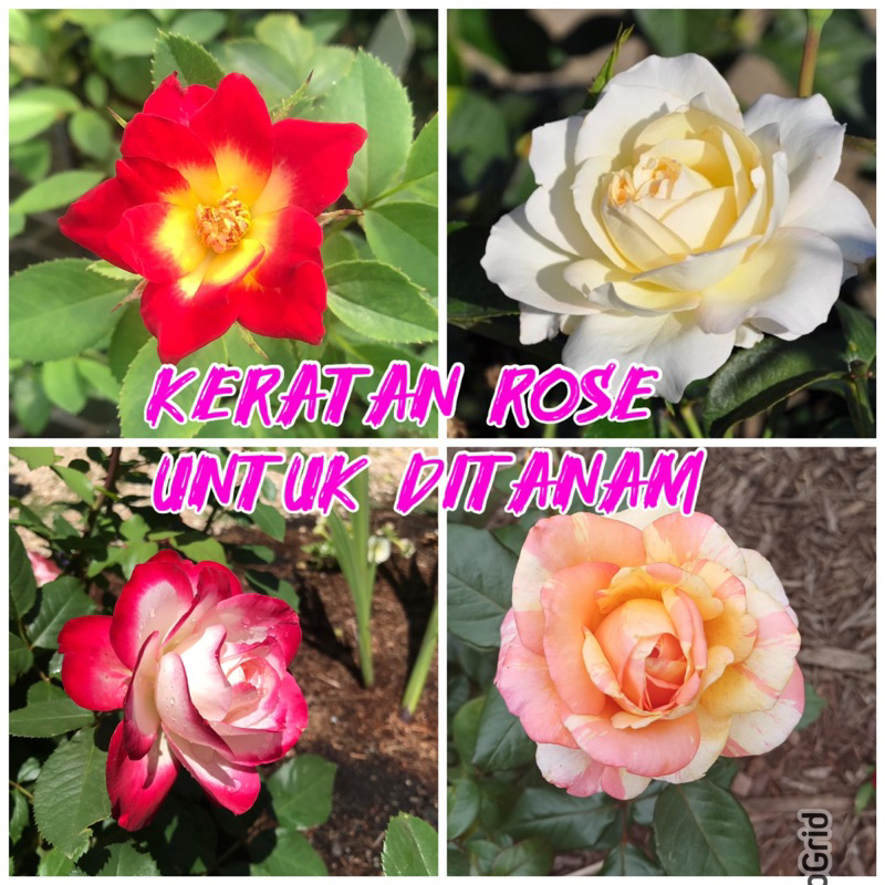 Keratan Pokok Bunga Ros / cutting rose ( untuk ditanam ) | Shopee Malaysia