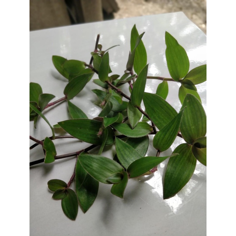 keratan pokok telinga kera hijau ( herba untuk rawat sakit buah ...