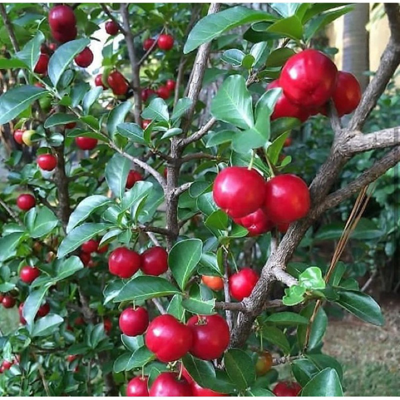 Keratan pokok Cherry Barbados ( 1 cutting ) | Shopee Malaysia