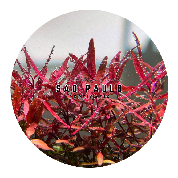 [Aquatic Plant] Persicaria sp. Sao Paulo Red Polygonum Stem Plants ...