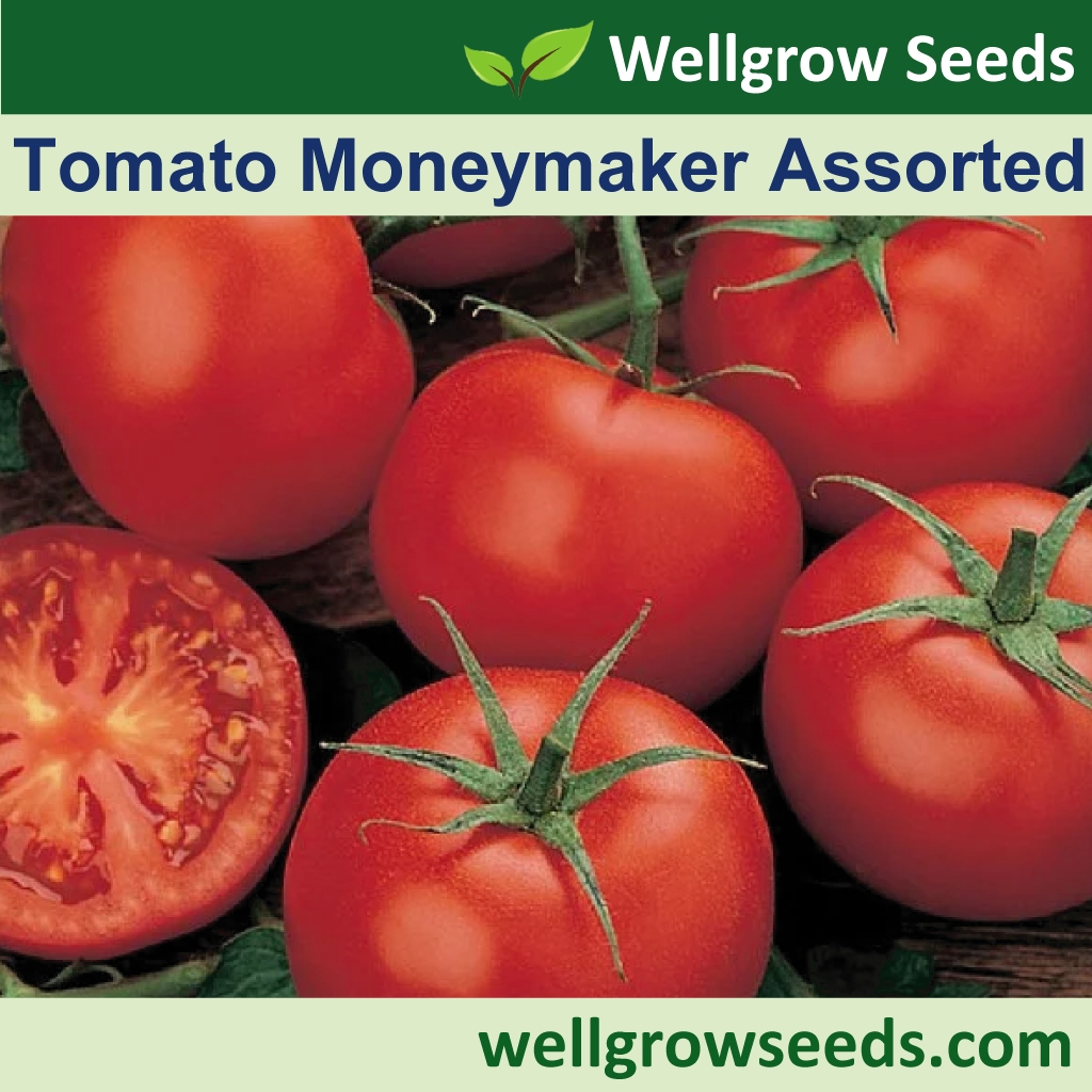 Tomato Moneymaker Seeds Assorted 番茄 (摇钱树） Vegetable Seeds Wellgrow ...