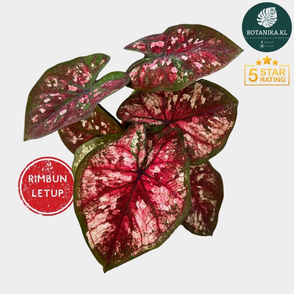 [Botanika.KL] Rimbun Letup Caladium Ketupat Rendang RARE 🍀Pokok Keladi ...
