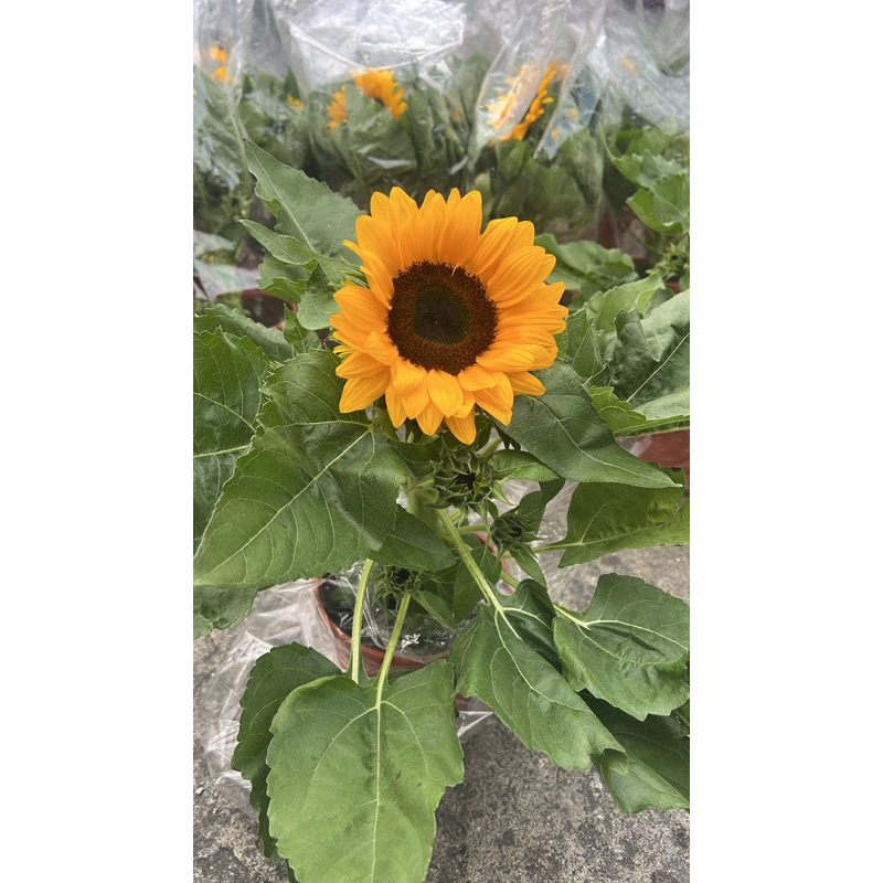 Bunga Sunflower Bunga Besar / Pokok Hidup / Bunga Matahari | Shopee ...