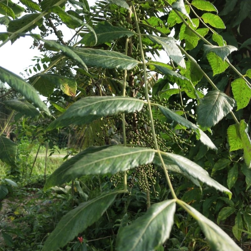 Setangkai Buah Melada Pahit Muda | Shopee Malaysia