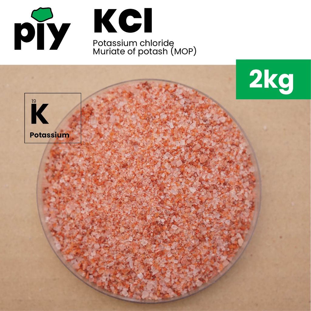 [2kg] Baja MOP Kalium klorida 0-0-60 / Muriate of Potash | Potassium ...