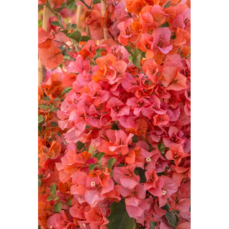 Bunga kertas Id Orange Valley #kusta #Orangevalley #bungakertasorange ...