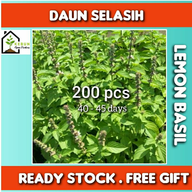 BIJI BENIH DAUN SELASIH LEMON BASIL | Shopee Malaysia