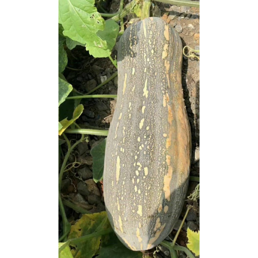BIJI BENIH LABU MANIS BONEO SWEET F1 PUMPKIN SEED - 5 Seed | Shopee ...