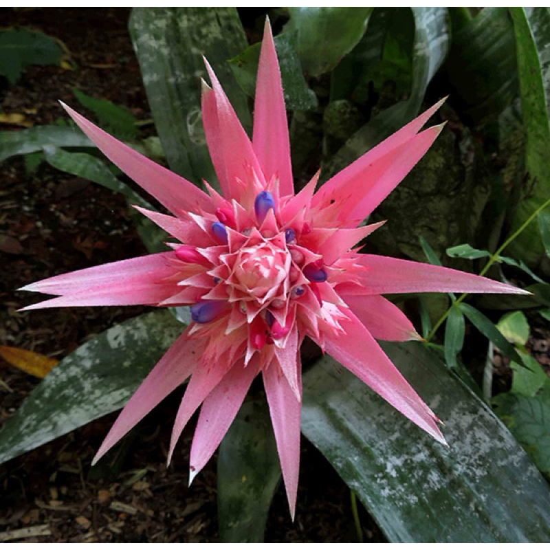 Bromeliad Tiger Grey ( daun hijau kelabu ) | Shopee Malaysia