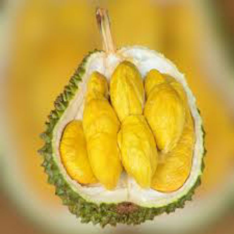 Pokok Durian Green Skin Penang Rare | Shopee Malaysia