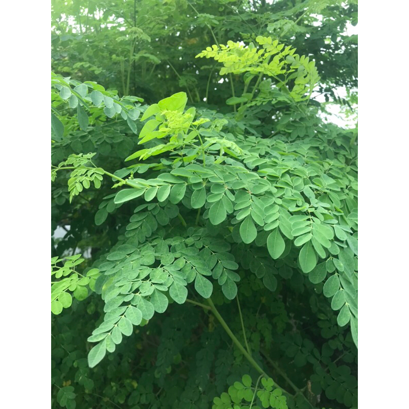Daun Moringa/Munggai/Kelor > Segar Dari Pokok | Shopee Malaysia