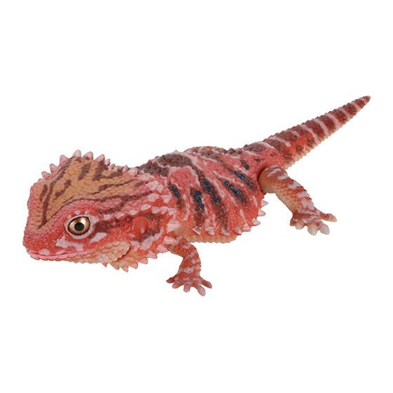 [Bandai] Ikimono Daizukan Repti Japanese Gecko and Bearded Dragon ...