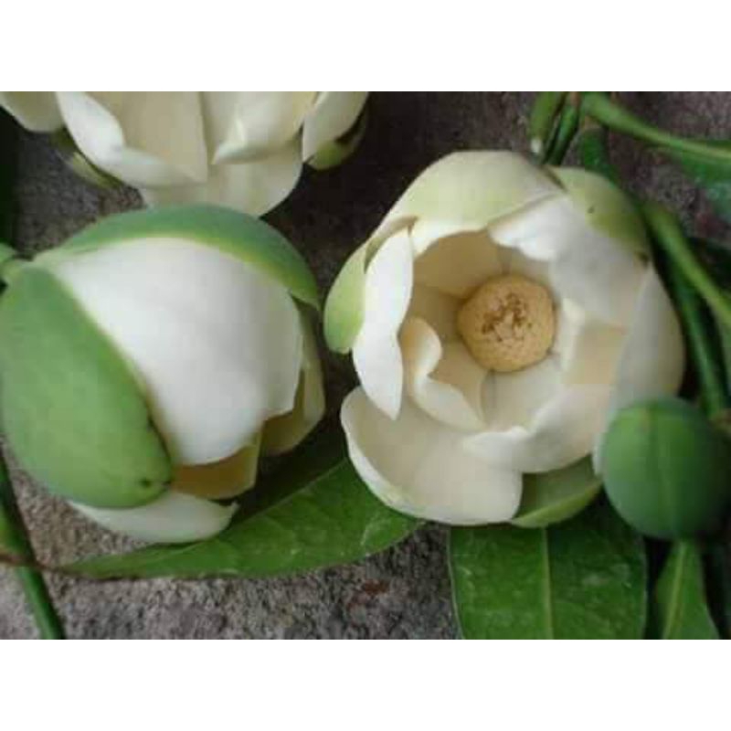 pokok cempaka telur pokok stabil | Shopee Malaysia