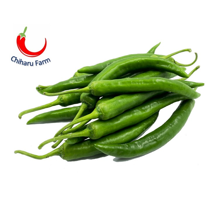 Harga Borong 1kg Cili Hijau Besar Segar Cili Kulai Hybrid Sakata 461 ...