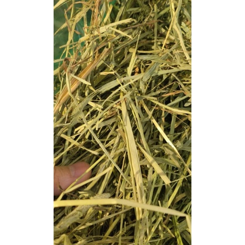 USA first cut Timothy hay 1KG for rabbit/guinea pig/chincilla | Shopee ...