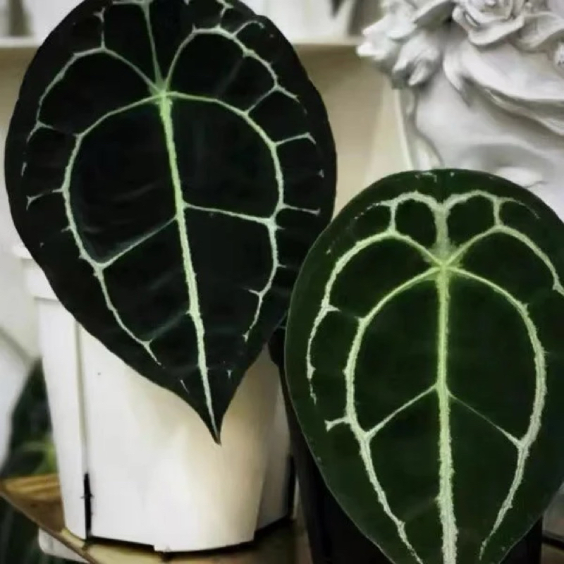 Anthurium Forgetii Silver White Stripes Rare live plant | Shopee Malaysia