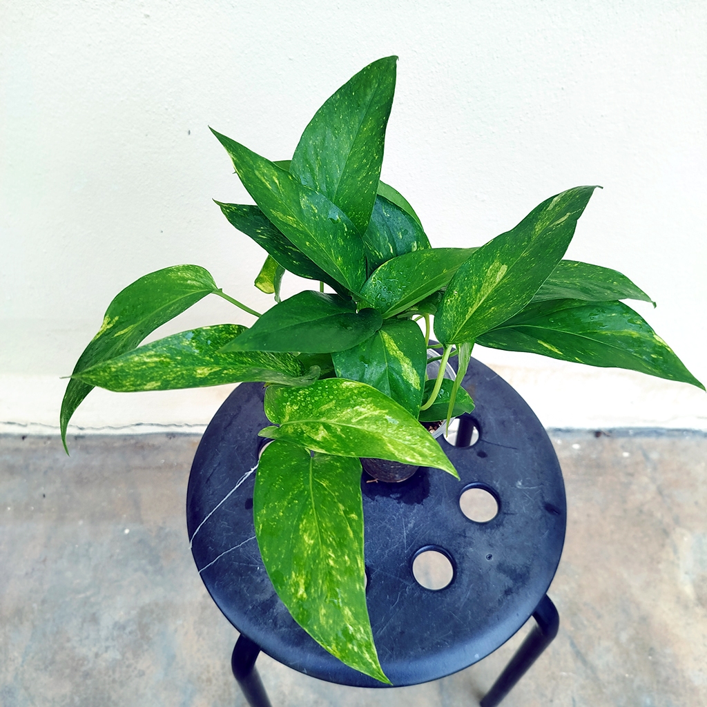 Aurea Epipremnum Pinnatum / Pothos | Shopee Malaysia