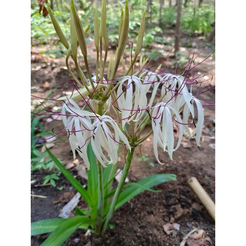 Anak pokok crinum liar dari Thailand | Shopee Malaysia