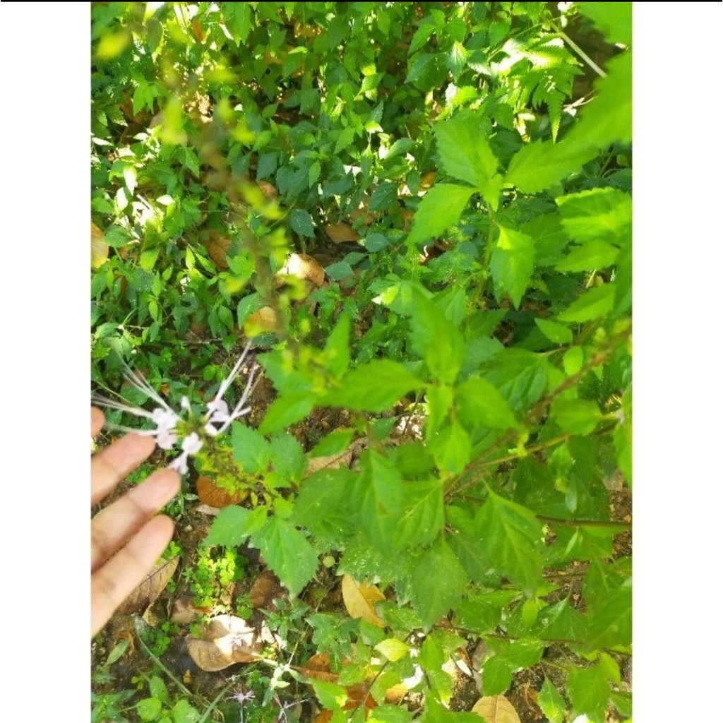 50 gram daun misai kucing (daun herba) | Shopee Malaysia