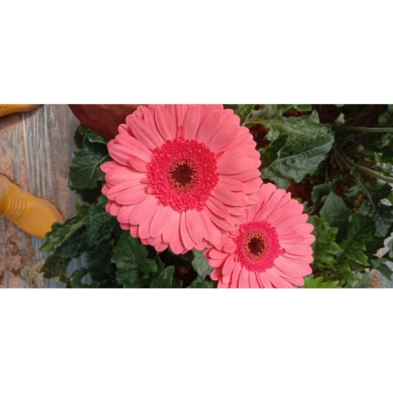 Fresh Gerbera/Daisy direct from farm of Cameron Highlands 非洲菊 Sweet ...