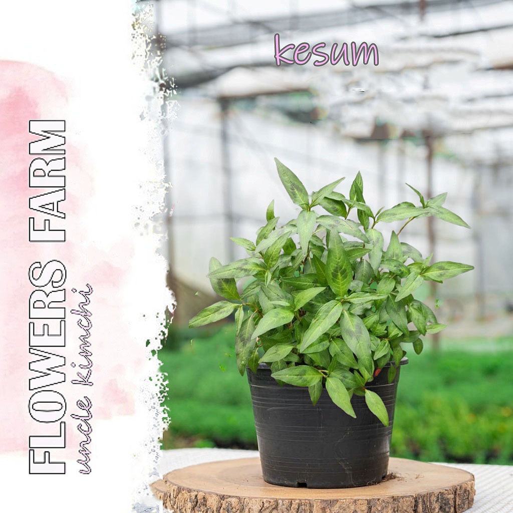 Pokok Daun Kesum/Daun Kesum/Pokok Herba | Shopee Malaysia