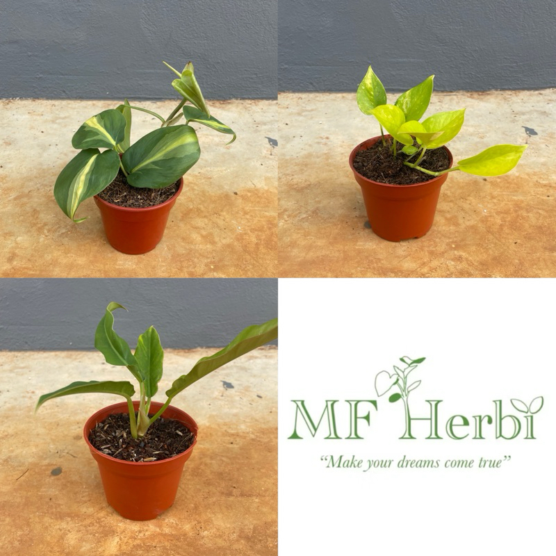 Pokok Philodendron Dalam Pasu Jungle Boogie/ Lemon Lime/ Brasil ...