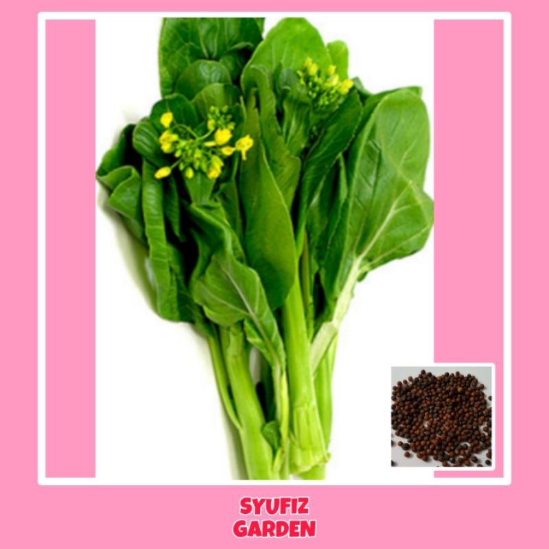 Syufiz Garden - Benih Sawi Hong Kong | Shopee Malaysia